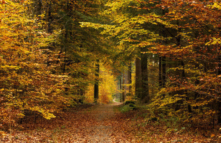 Beleef de herfst in Overijssel: paddenstoelenexcursies & natuuractiviteiten | Landschap Overijssel